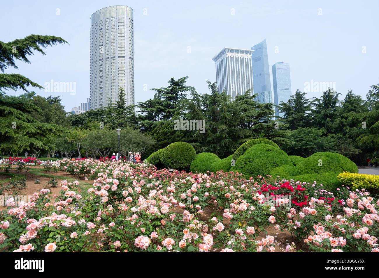 Chinese rose flowers are in full bloom at a park in Dalian City ...