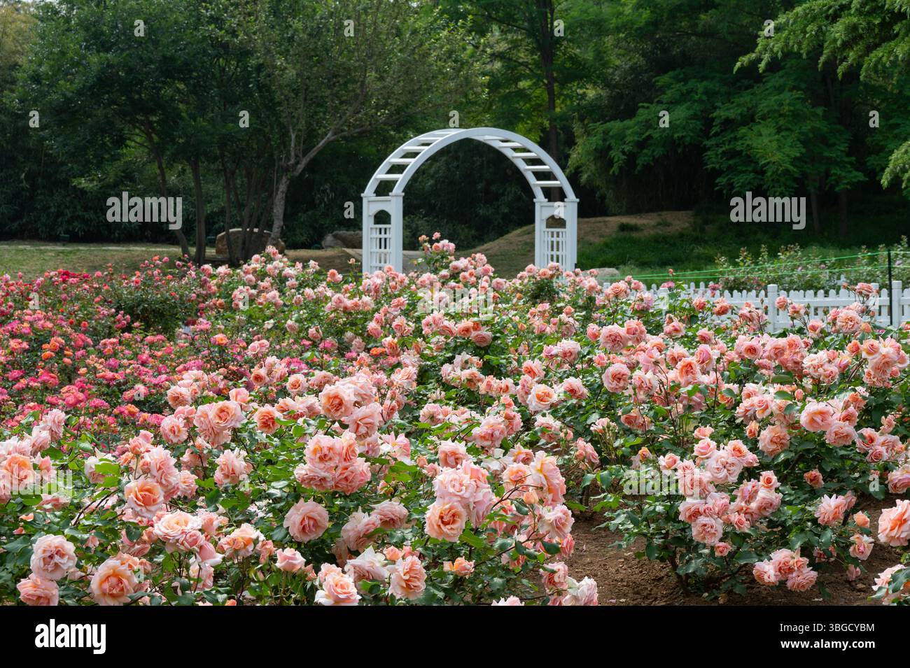 Chinese rose flowers are in full bloom at a park in Dalian City ...