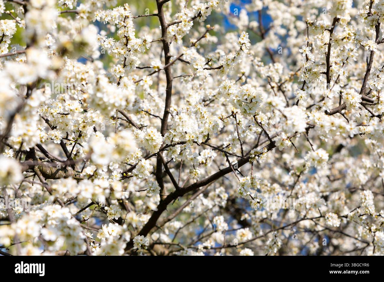 Dense cluster of white blossoms hi-res stock photography and images - Alamy