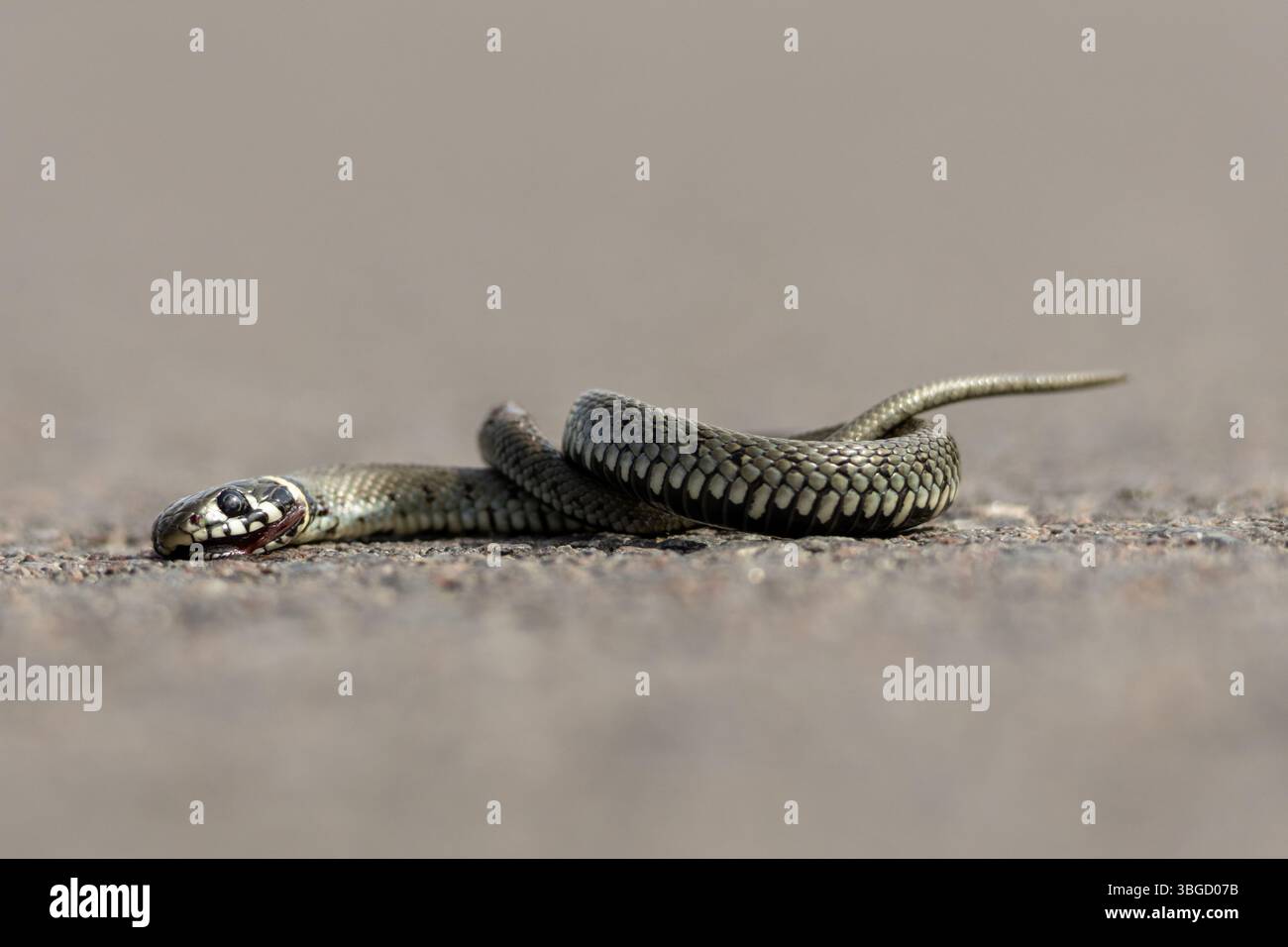 Macro shot of a dead snake’s head on tarmac, showing detailed facial ...