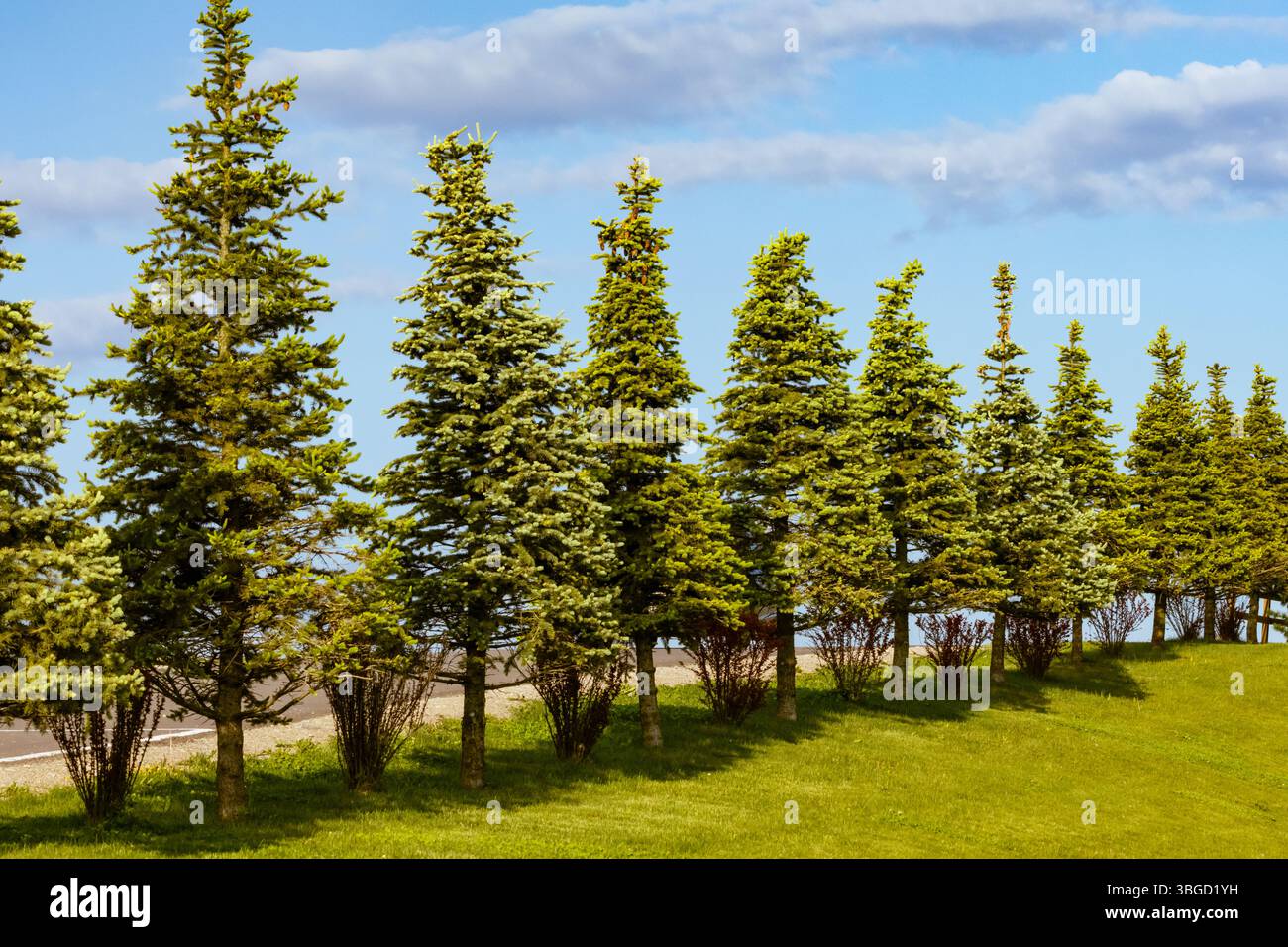 Line of evenly spaced fir trees under a blue sky with scattered clouds ...