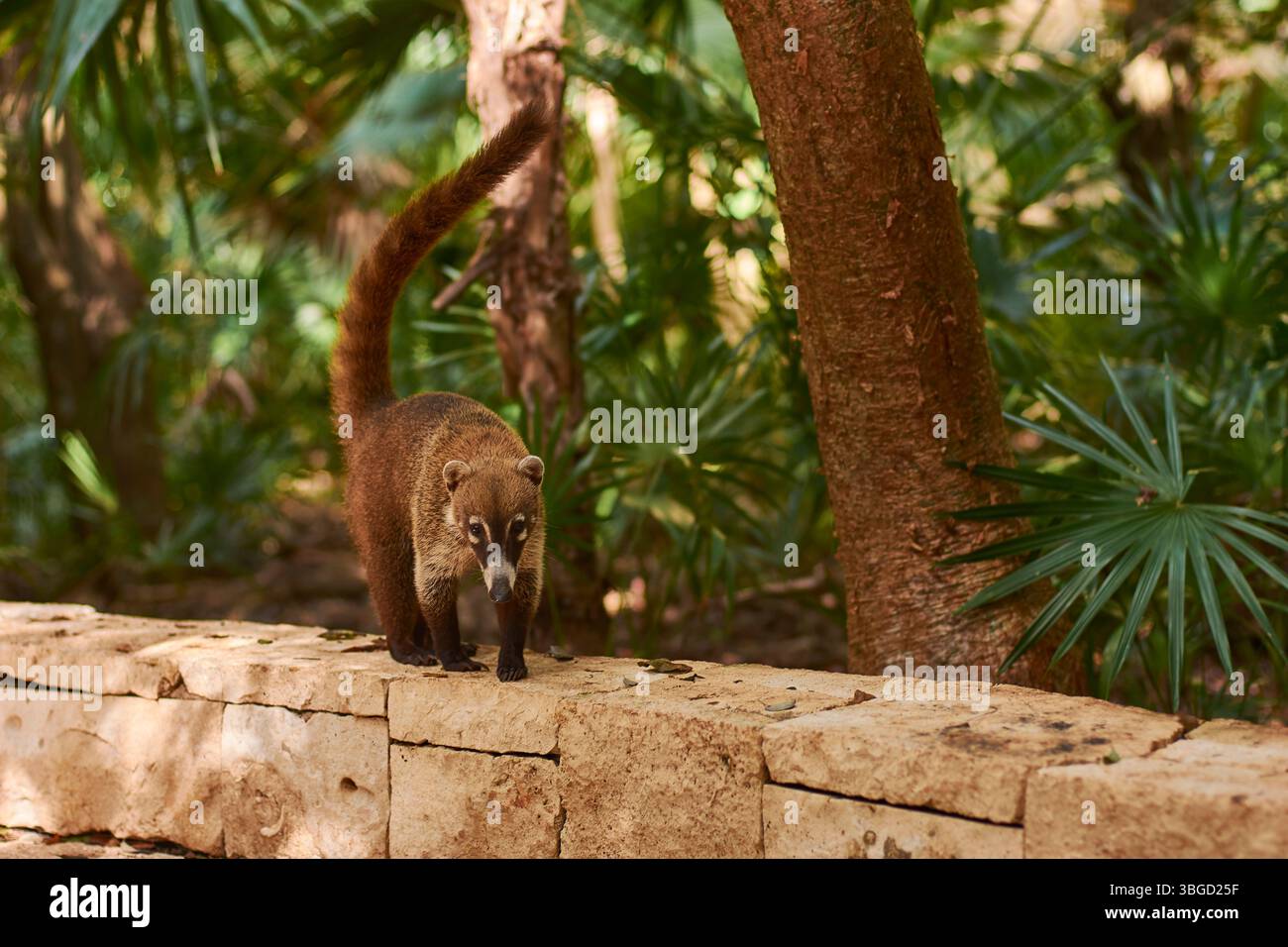 Curious coati cautiously exploring a stone wall in a vibrant tropical ...