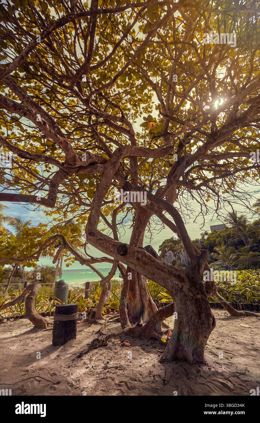Sun shines through the branches of a gnarled tree on a sandy beach in ...
