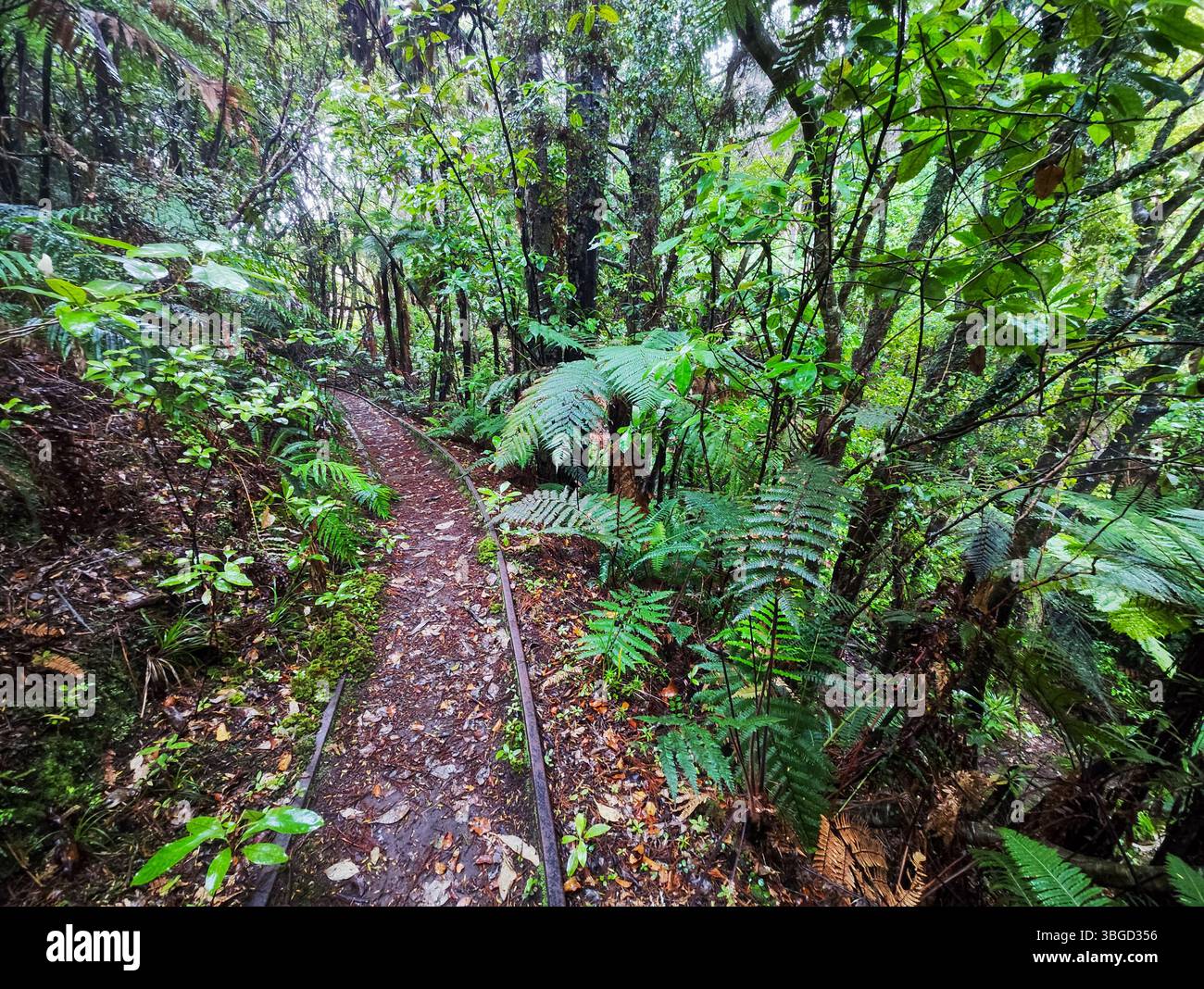 Mitchells Gully Gold Mine at Charleston on New Zealand Stock Photo - Alamy