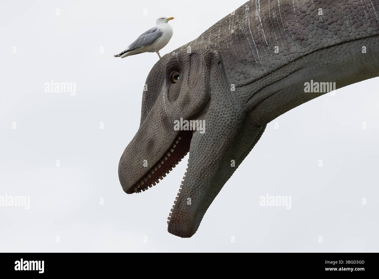 Cologne, Germany. 05th June, 2025. A seagull sits on the head of a life ...