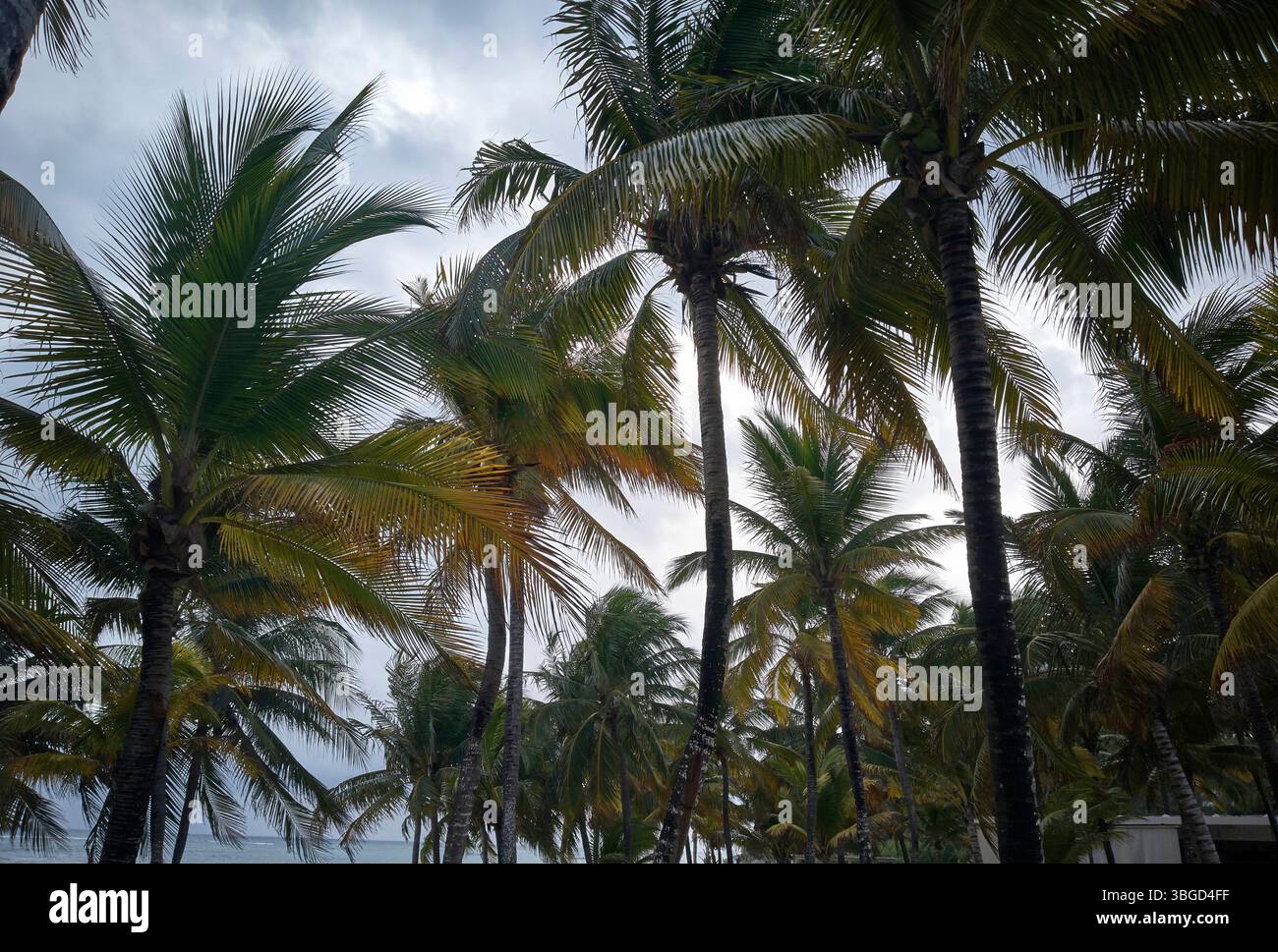 Coconut palm trees swaying in the wind on a cloudy day at xpu-ha beach ...