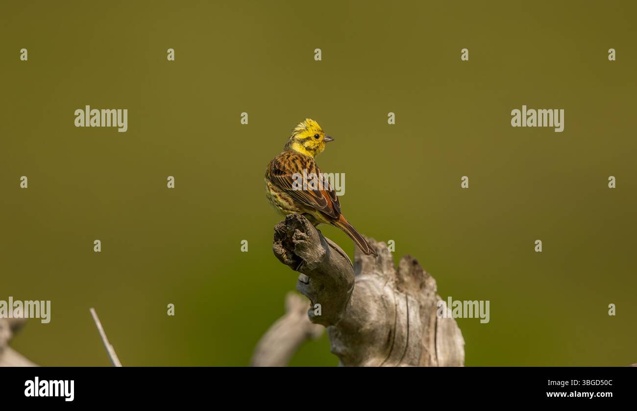 Yellowhammer enhanced nr hi-res stock photography and images - Alamy