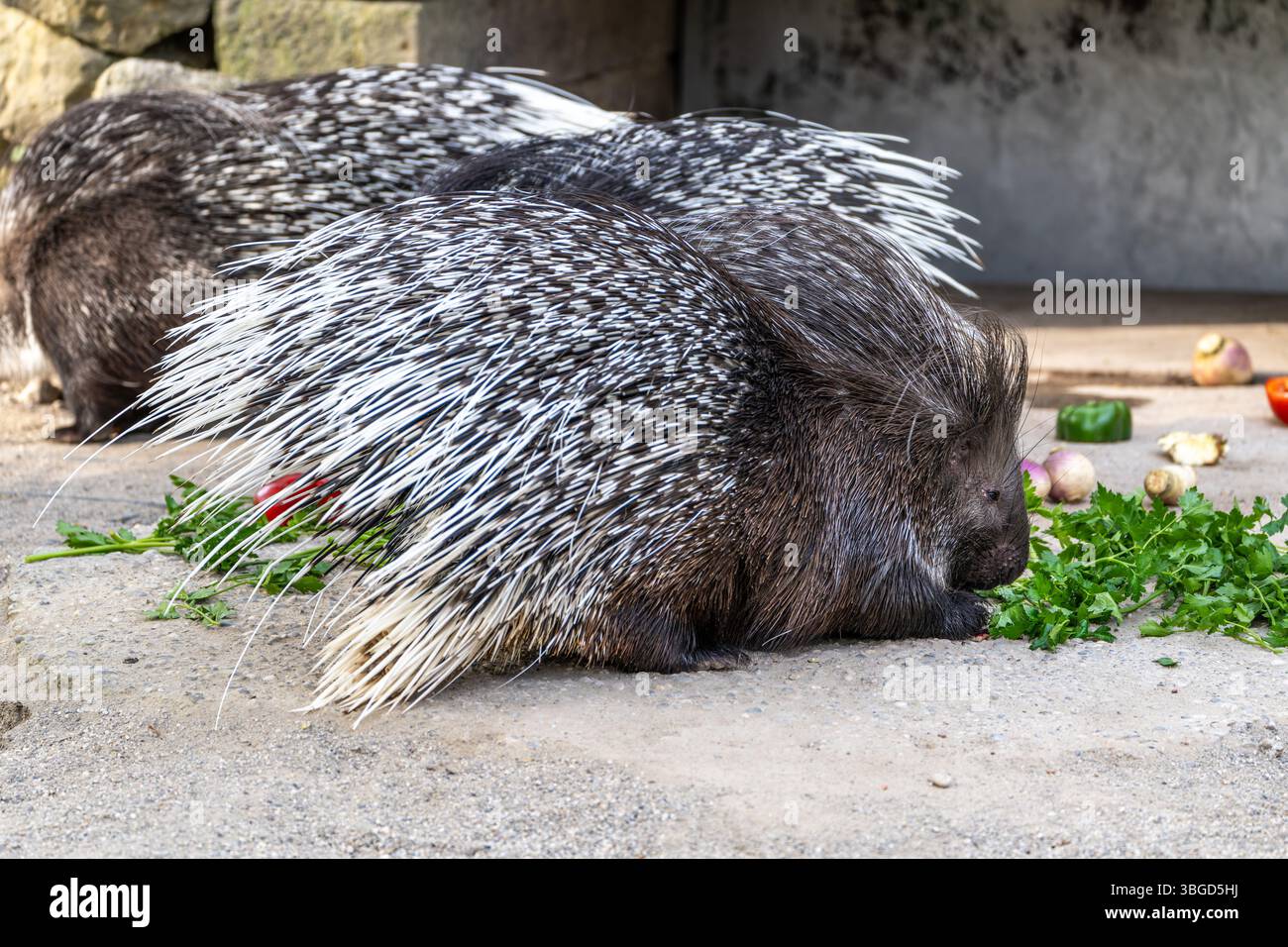 The Indian crested Porcupine, Hystrix indica or Indian porcupine, is a ...