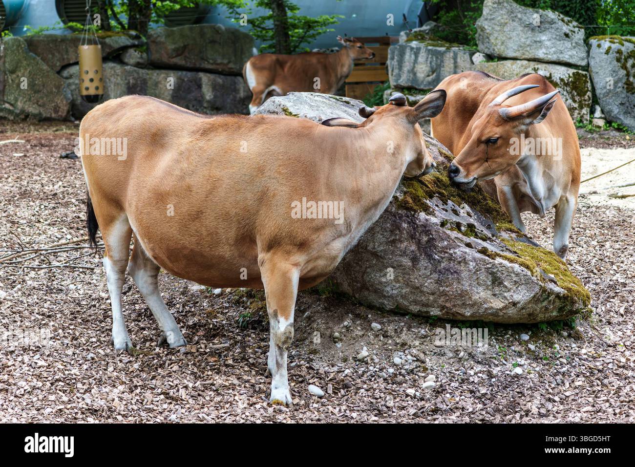 Banteng, Bos javanicus or Red Bull. It is a type of wild cattle But ...