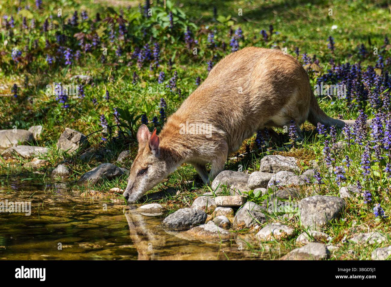The agile wallaby, Macropus agilis also known as the sandy wallaby is a ...