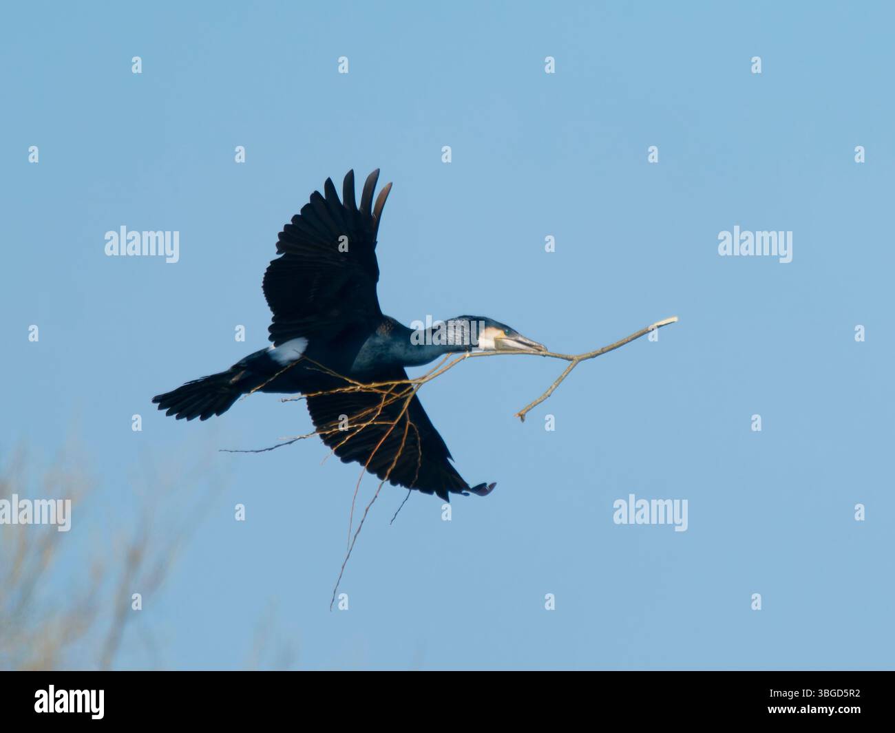Great Cormorant carrying nesting material Phalacrocorax carbo Abberton ...