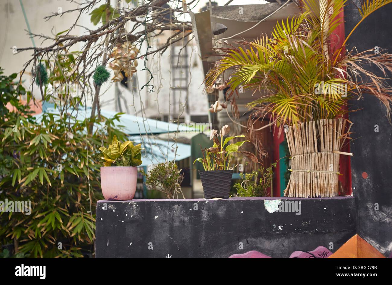 Isla Mujeres, Mexico 1 January 2025: Potted plants, including a palm ...