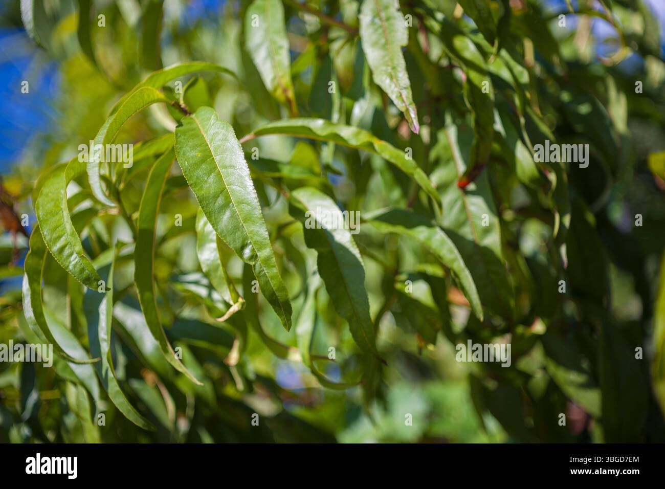 Palermo, Italy 1 January 2025: Lush green peach tree leaves bask in the ...