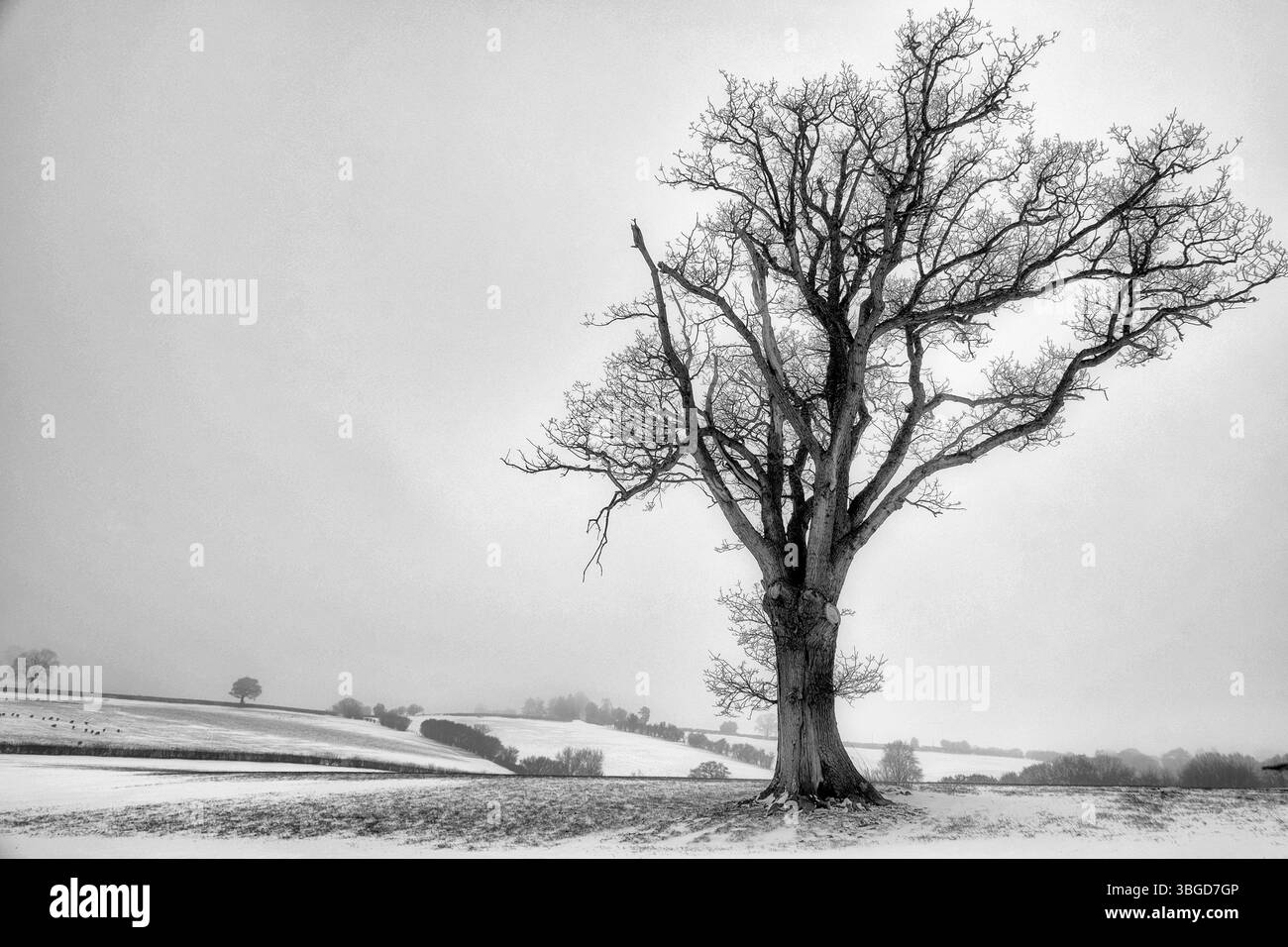 Snowy march Black and White Stock Photos & Images - Alamy