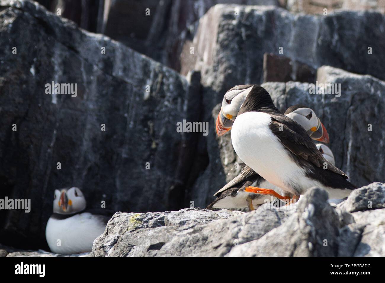 Puffin colony on Staple Island, the Farne Islands, Northumberland Stock ...