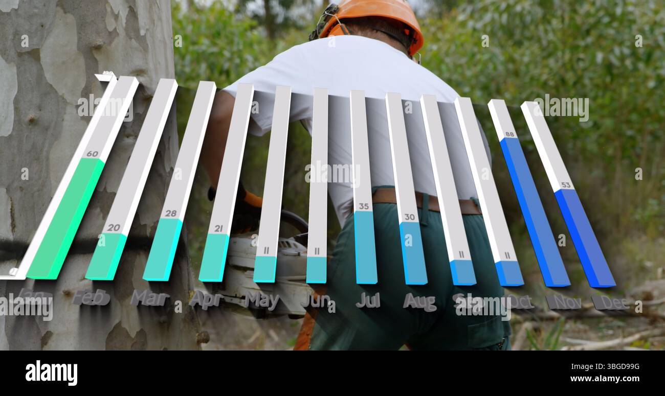 Mature arborist wearing helmet using chainsaw cutting trunk in logging ...