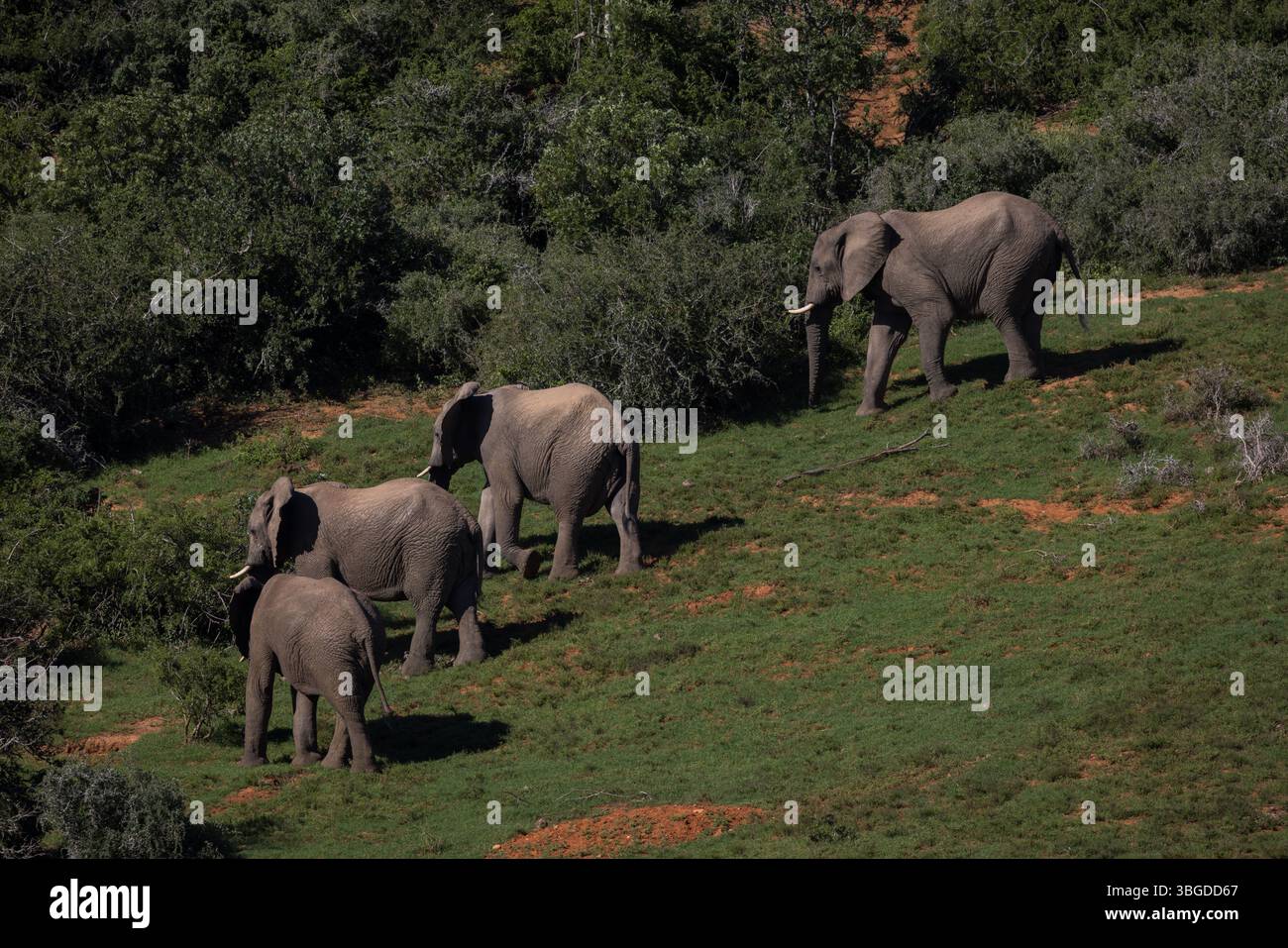 A family group of African elephants walks across a grassy slope in ...