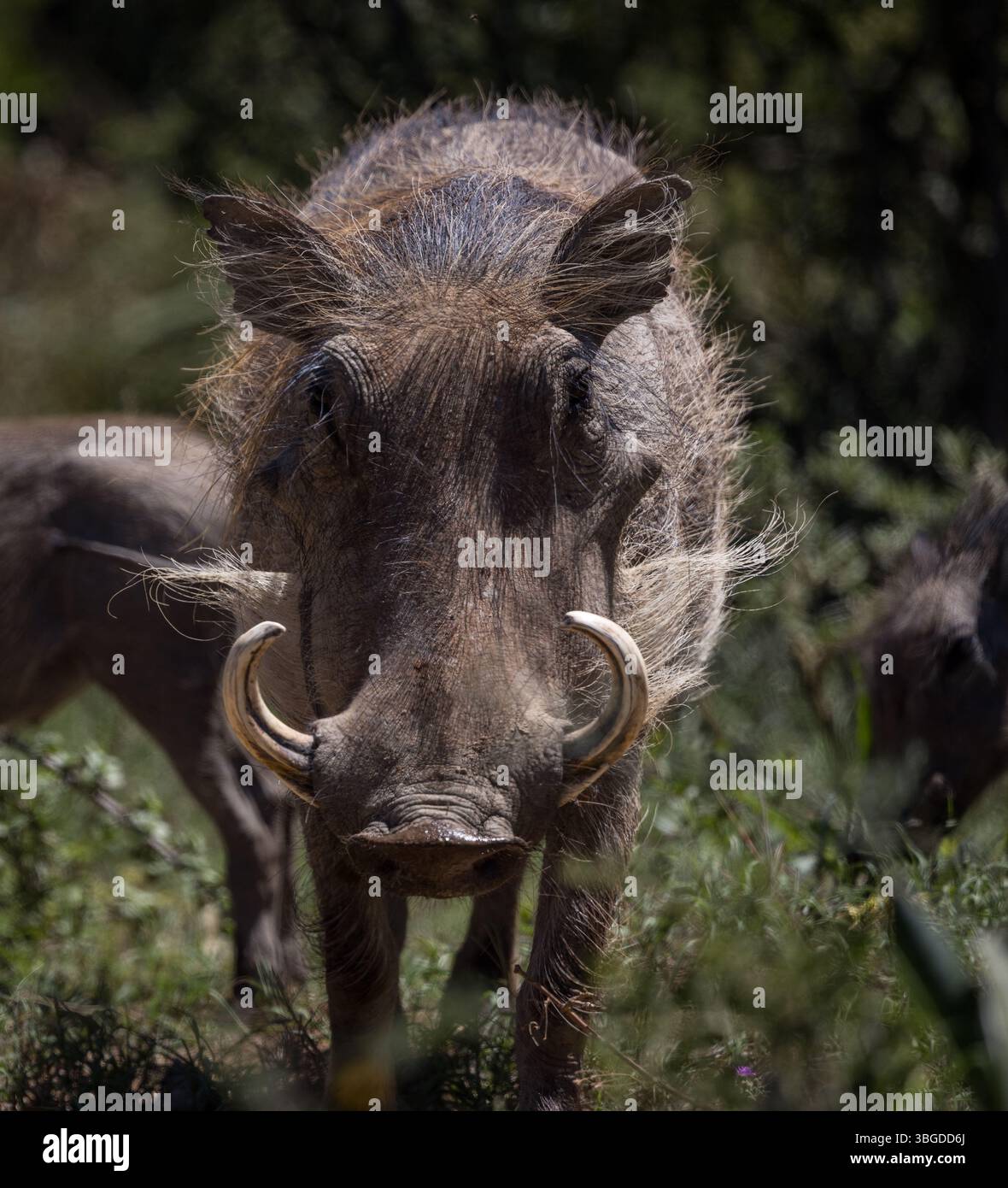A close-up frontal portrait of a warthog in the wilds of South Africa ...