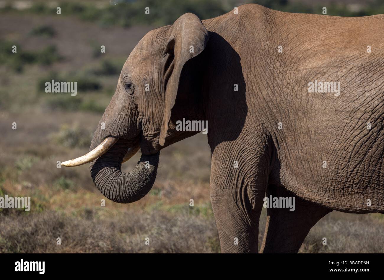 Side profile of an African elephant with curled trunk in Addo Elephant ...