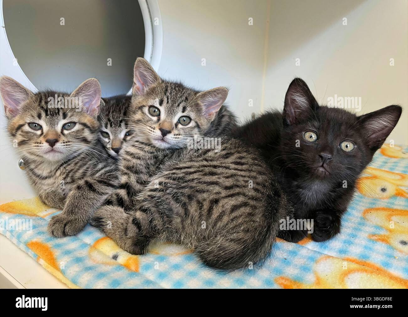Kitten cuddle pile hi-res stock photography and images - Alamy