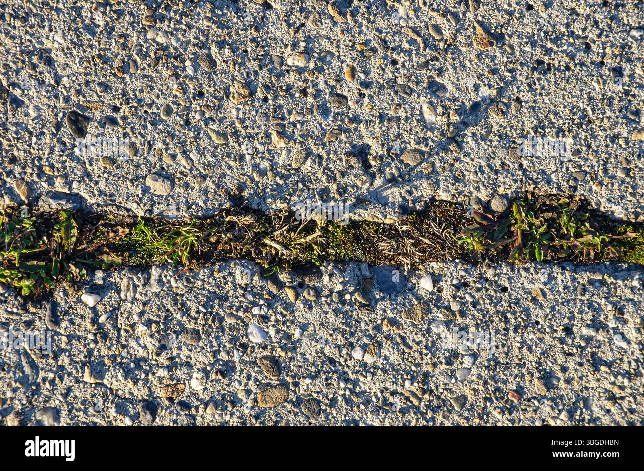 Section of a concreted surface with a grass-covered joint in between ...