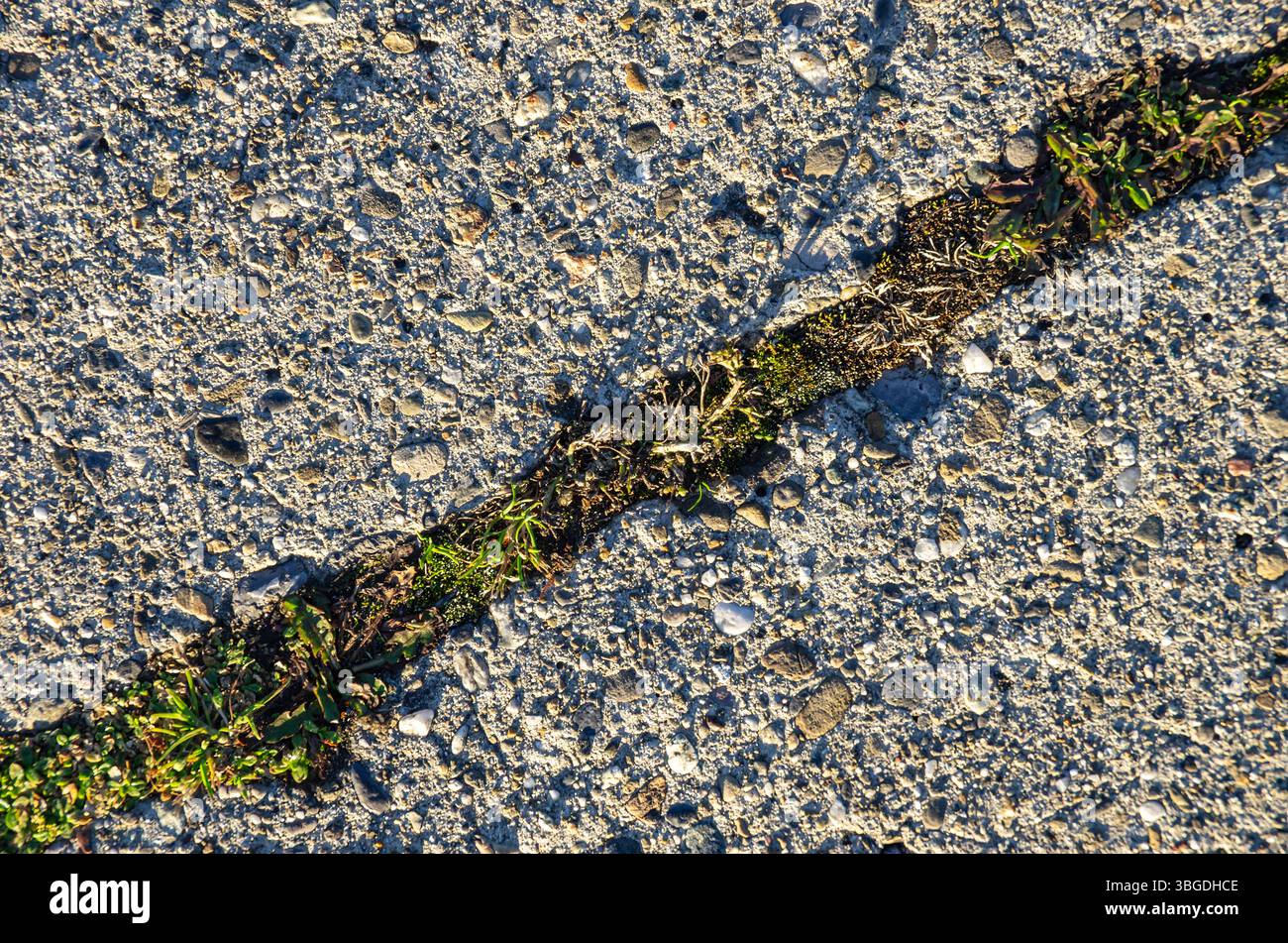 Section of a concreted surface with a grass-covered joint in between ...