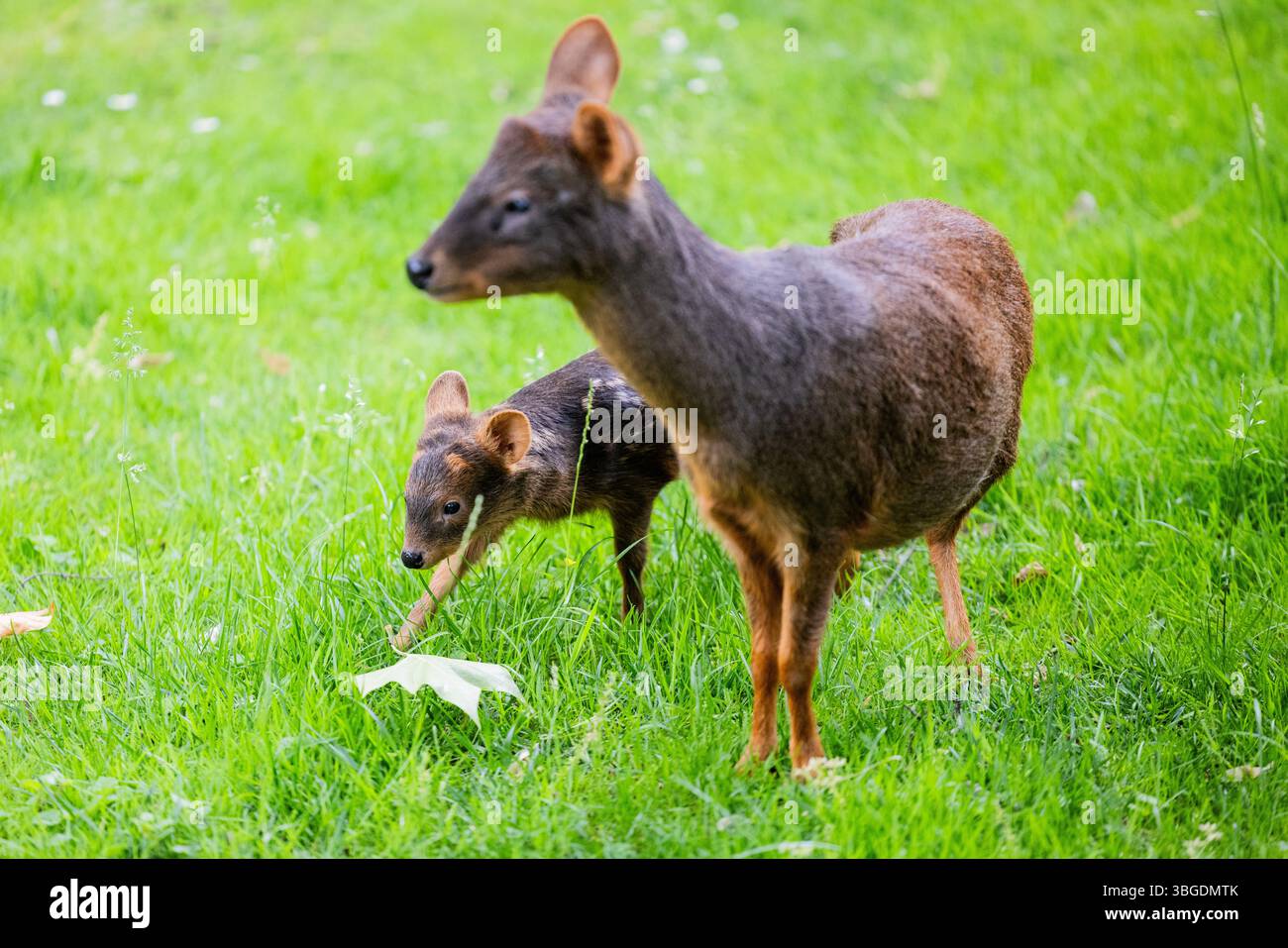 Cologne, Germany. 05th June, 2025. The female southern poodoo baby ...