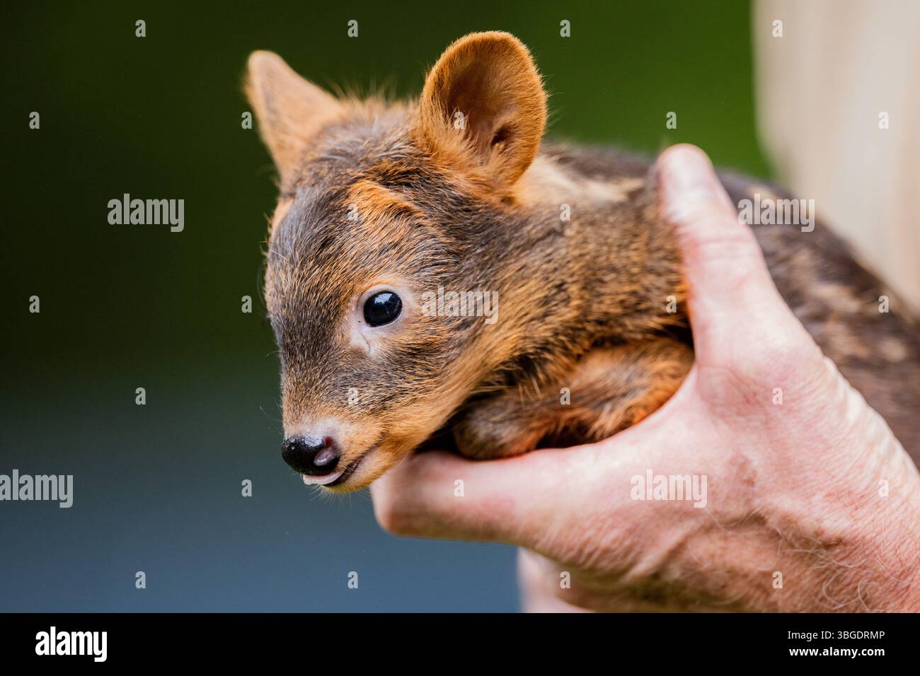 Cologne, Germany. 05th June, 2025. The female southern poodoo baby ...