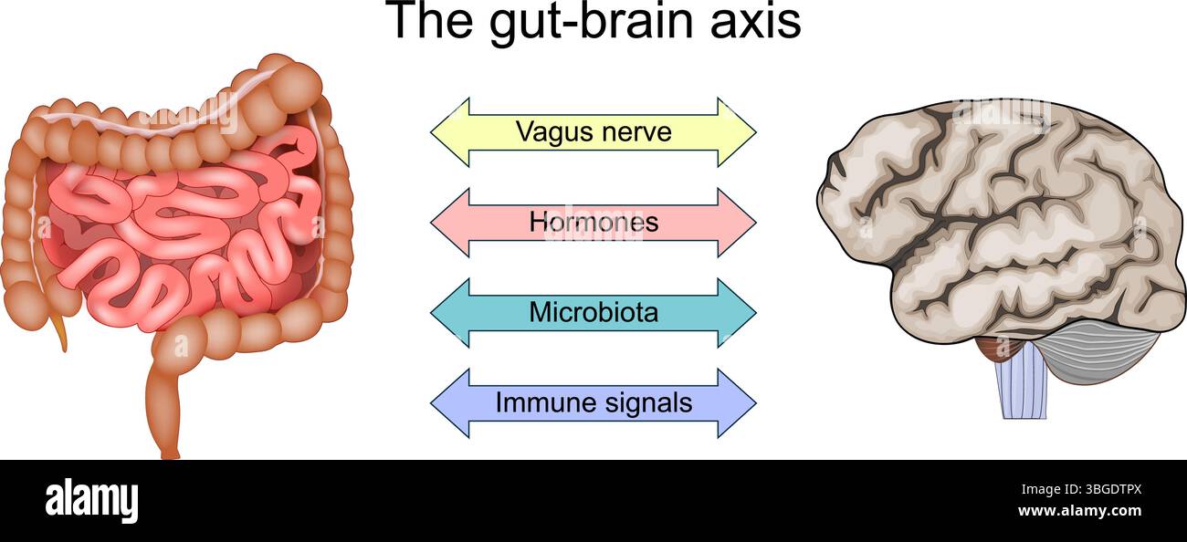 Prebiotics and inflammation Stock Vector Images - Alamy