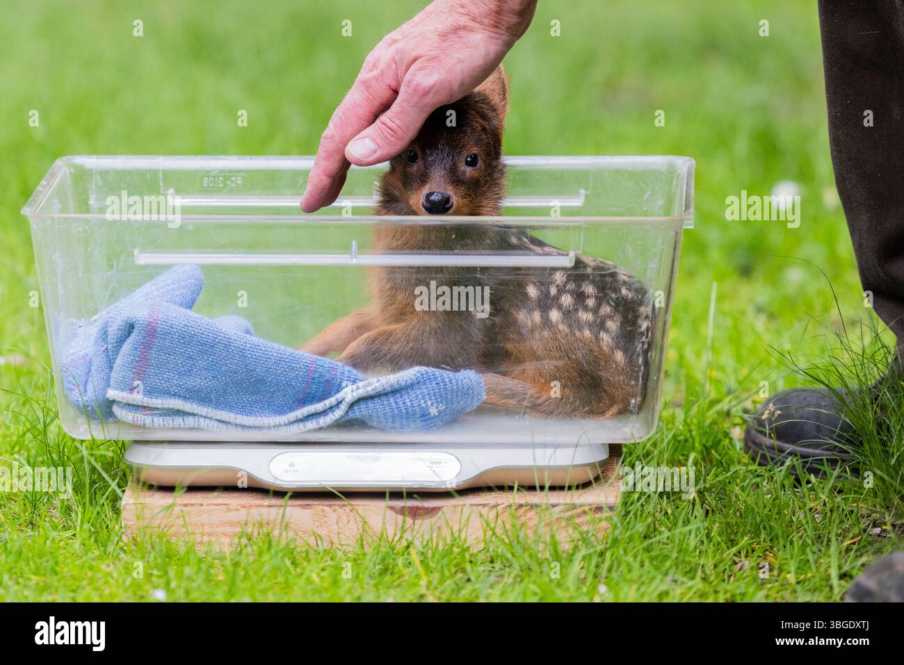 Cologne, Germany. 05th June, 2025. The female southern poodoo baby ...