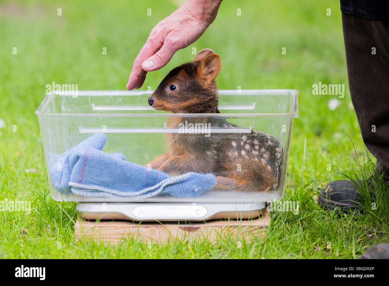 Cologne, Germany. 05th June, 2025. The female southern poodoo baby ...