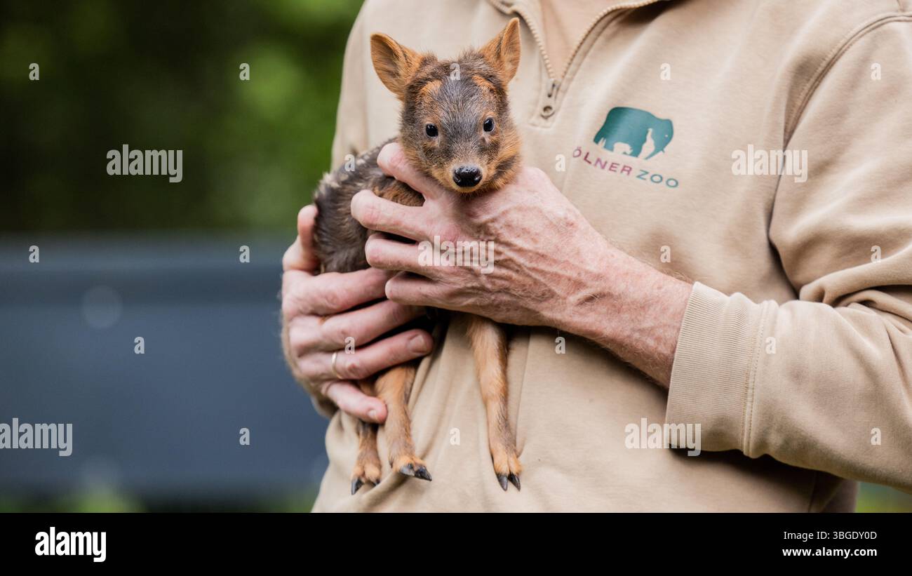 Cologne, Germany. 05th June, 2025. The female southern poodoo baby ...