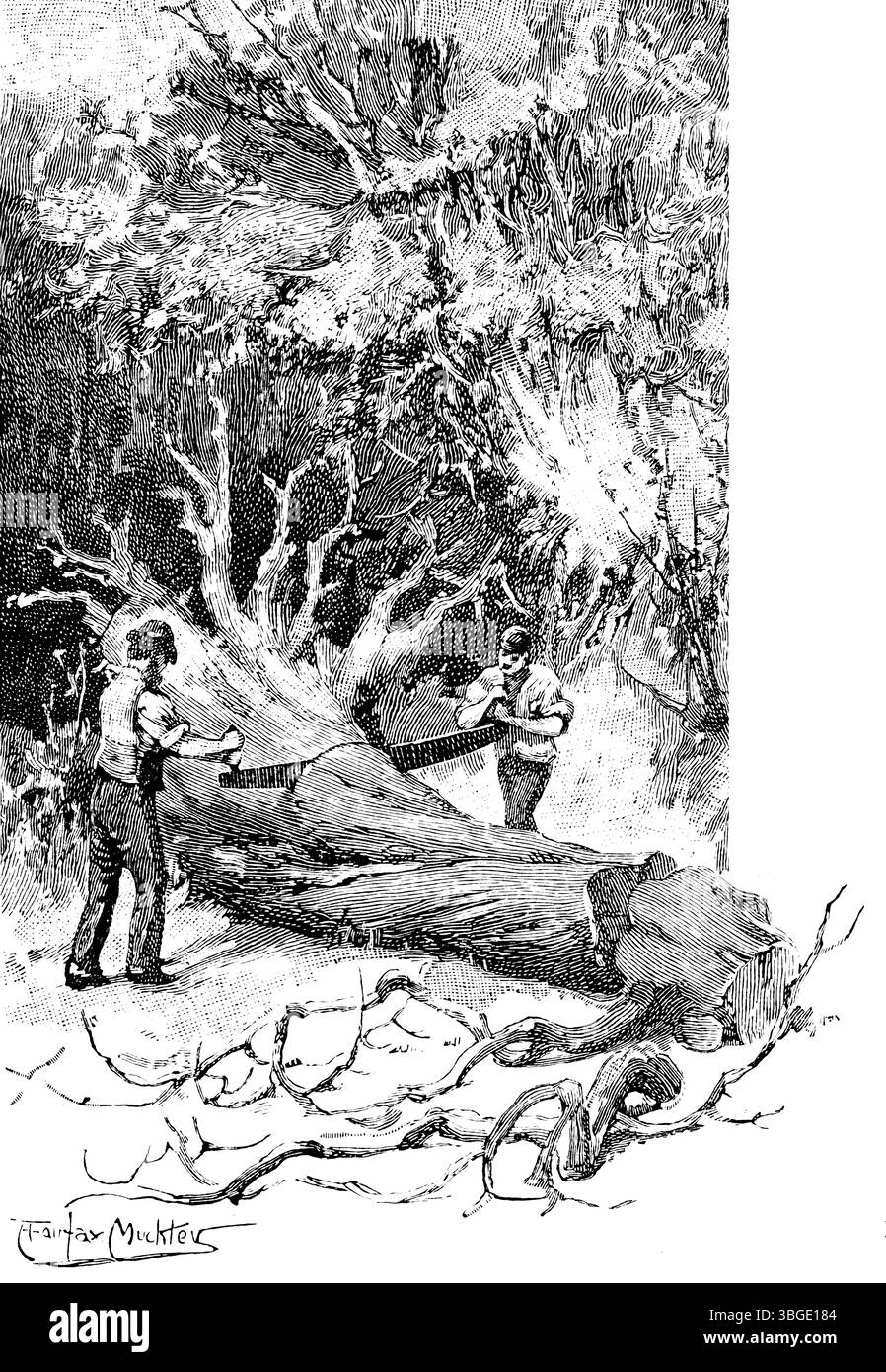 workers in woodland manually sawing tree into logs, engraved line ...