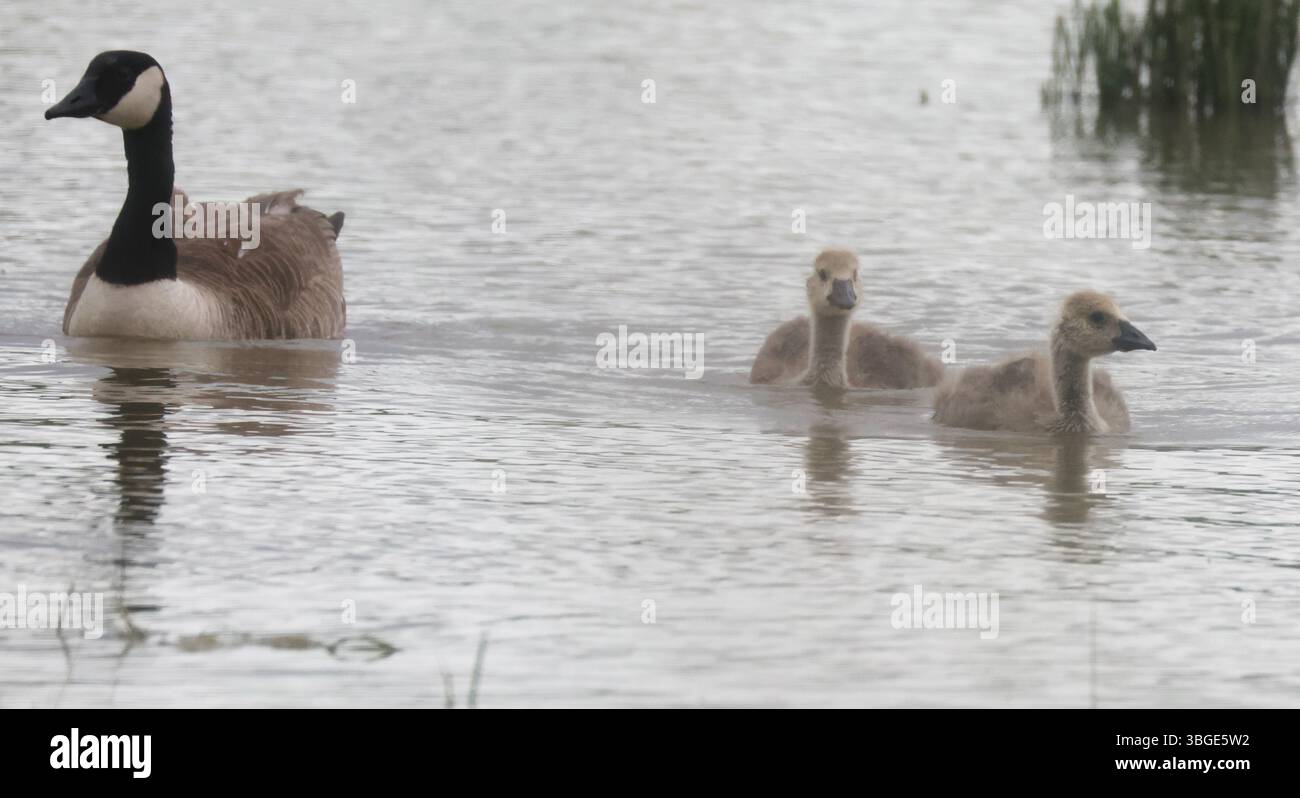 Rainham Essex, UK. 04th June, 2025. Canada goose with her Goslings in ...