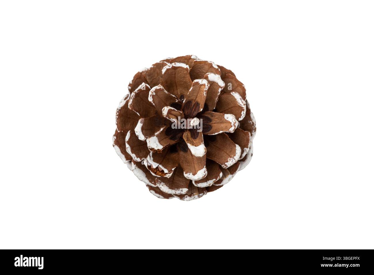 Snow covered tree object Cut Out Stock Images & Pictures - Alamy