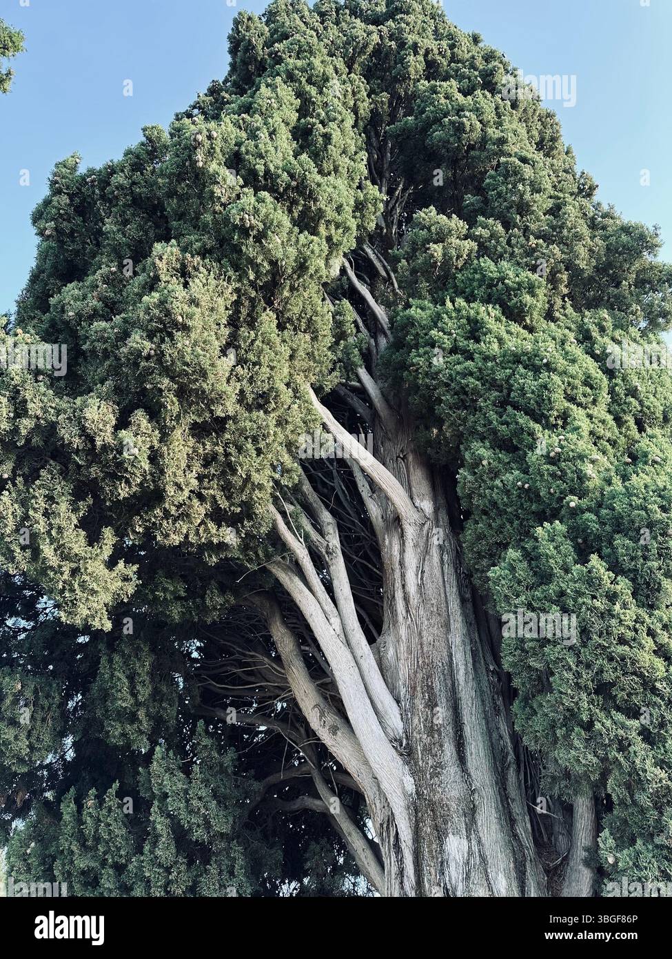 Twisted tree trunk hi-res stock photography and images - Alamy