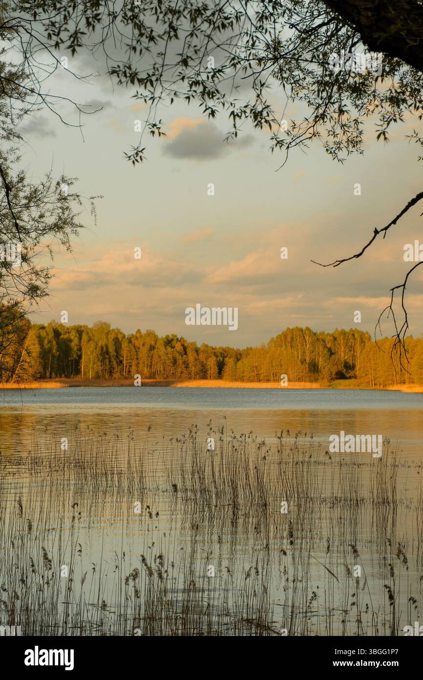 Scenic lake view during golden hour with delicate tree branches framing ...