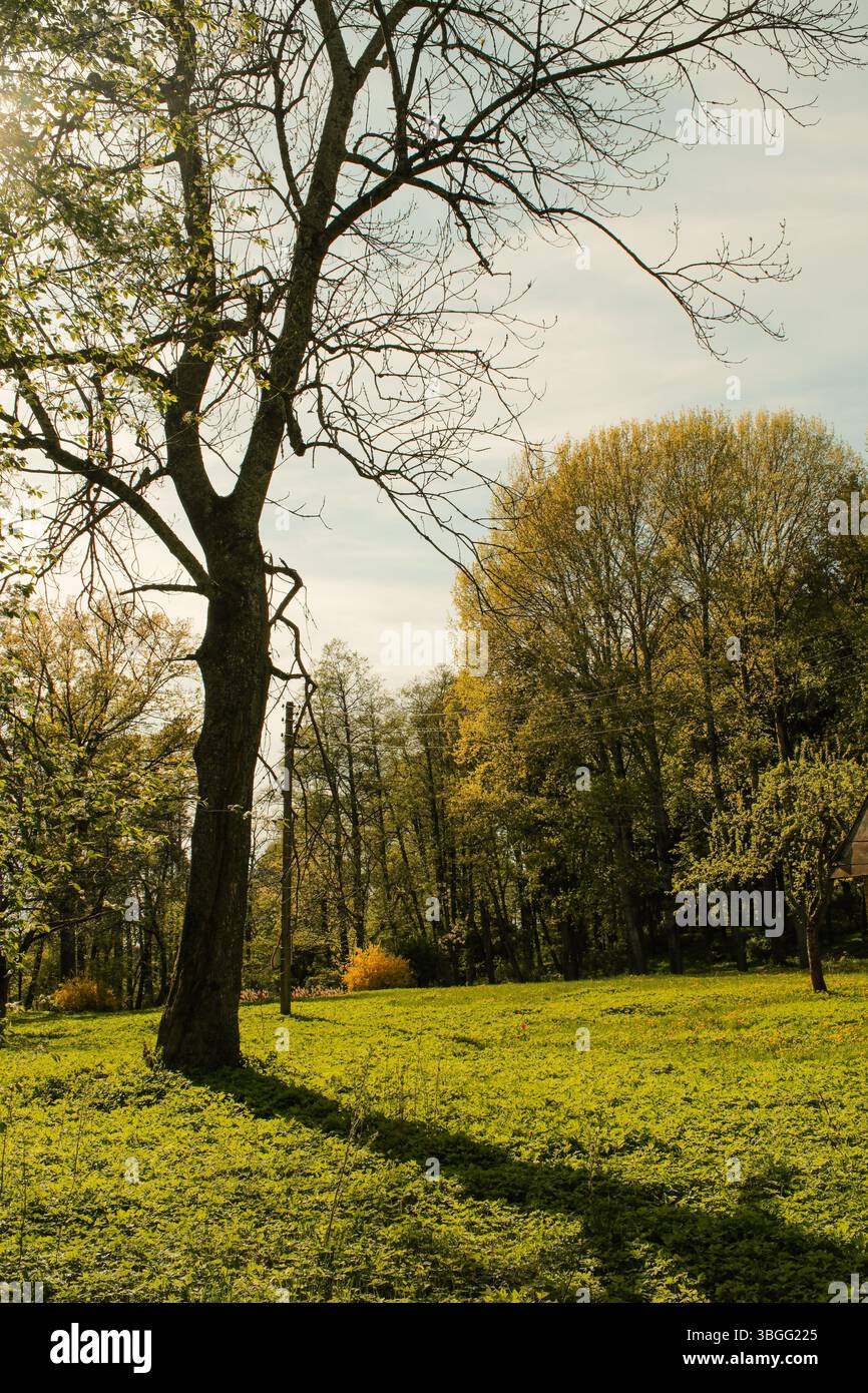 Late afternoon sunlight casting shadows hi-res stock photography and ...