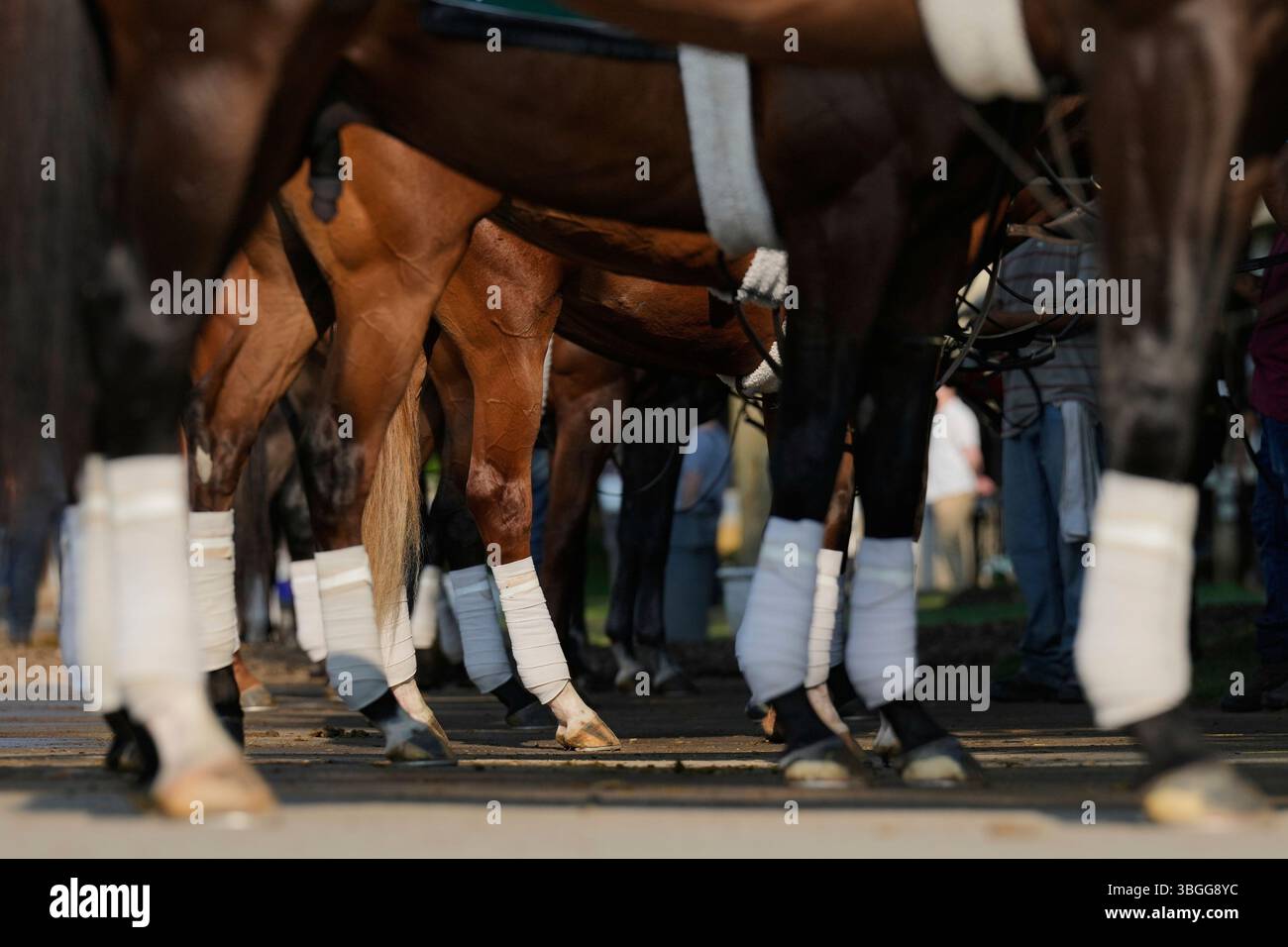 Horses have their legs wrapped before training at the Saratoga Race ...
