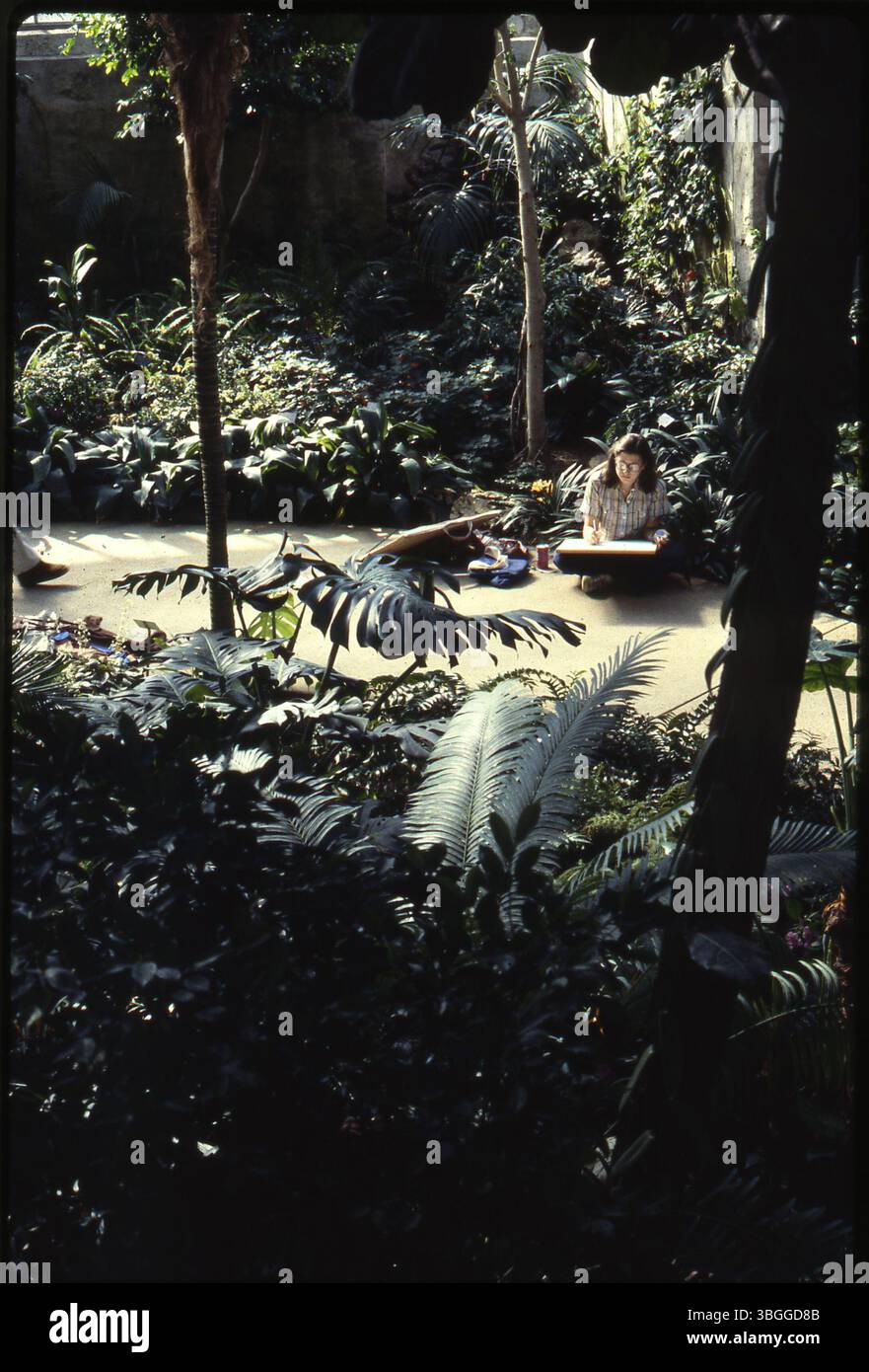 An artist is inspired by plants inside the Franklin Park Conservatory ...