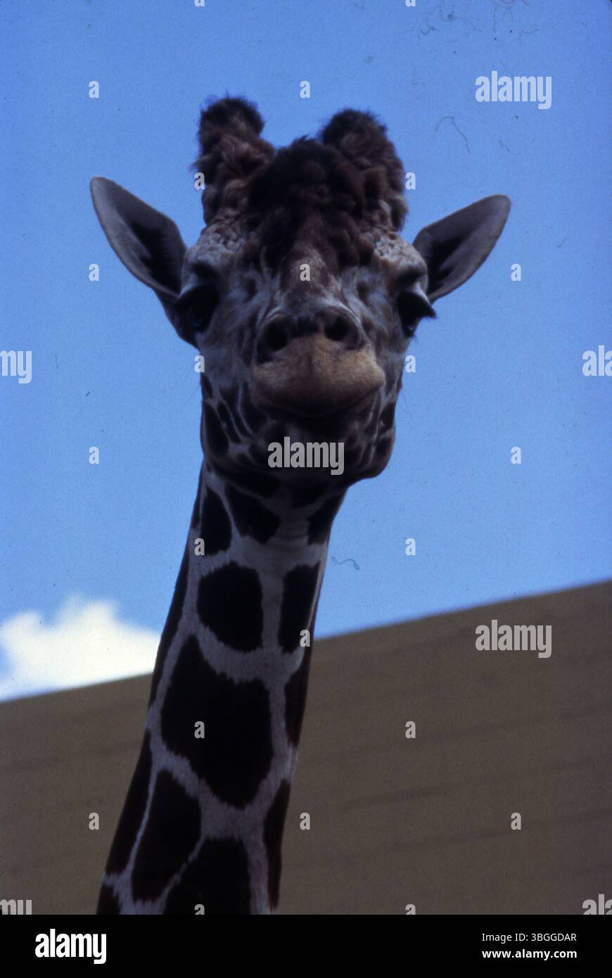 A giraffe at the Columbus Zoo in October 1980. Giraffes are typically ...