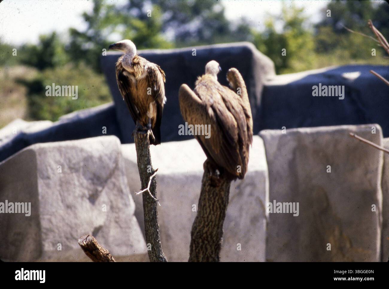 Two vultures perch on a tree at the Columbus Zoo in June 1992. The ...