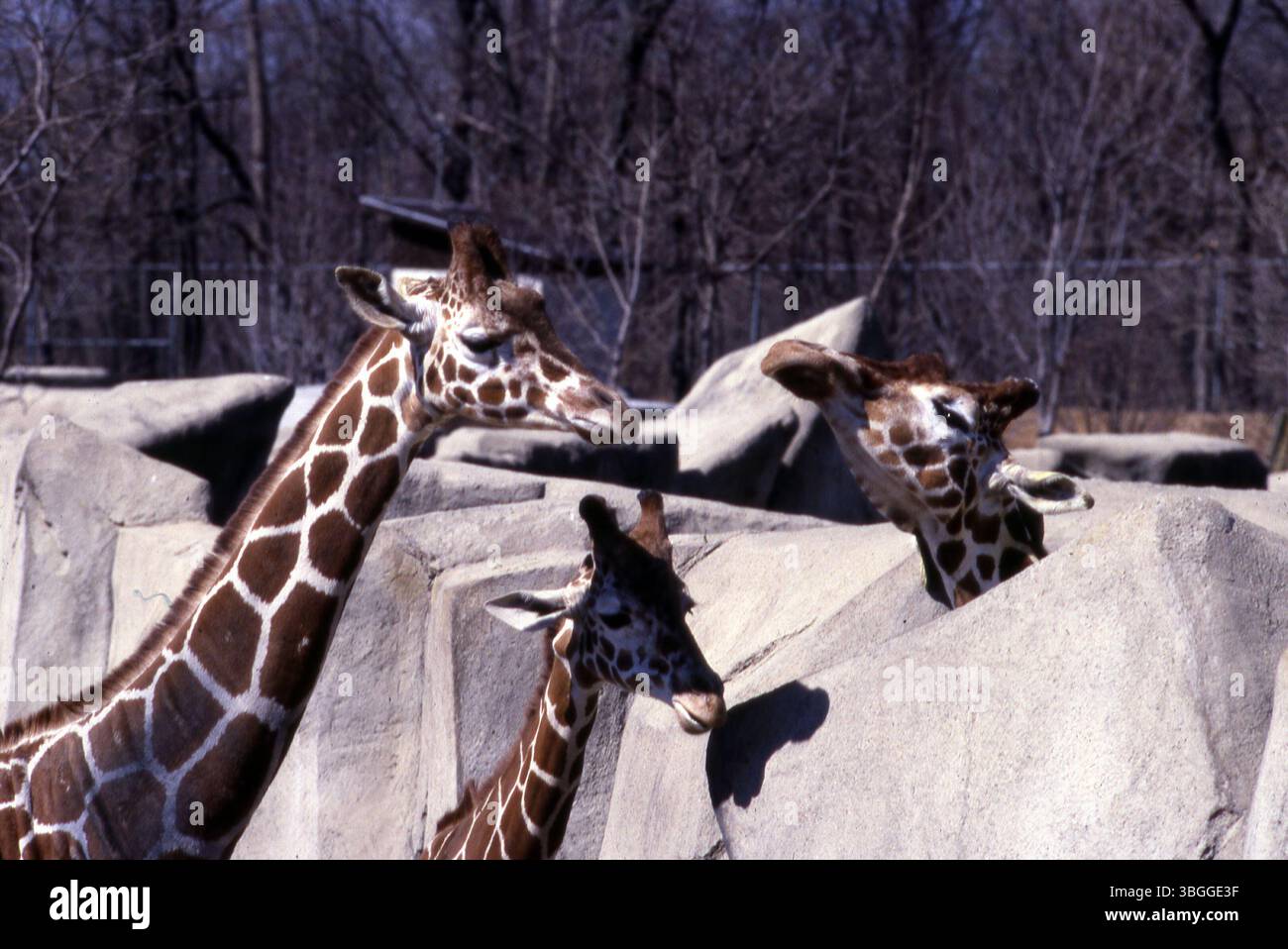 In June 1992, three giraffes are seen in their zoo enclosure near rock ...