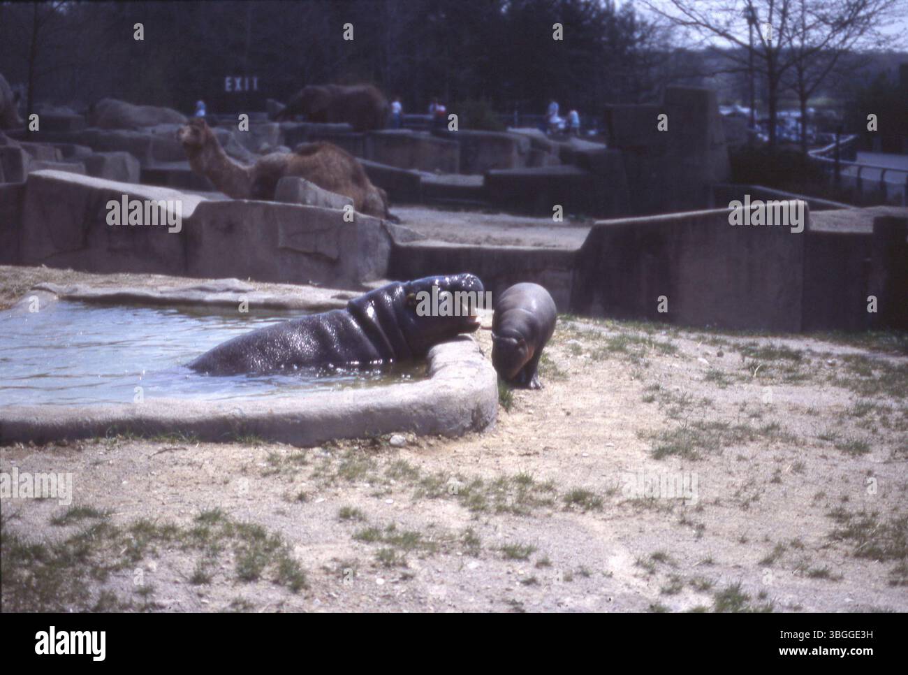 This June 1992 image shows the pachyderm enclosure at the Columbus Zoo ...