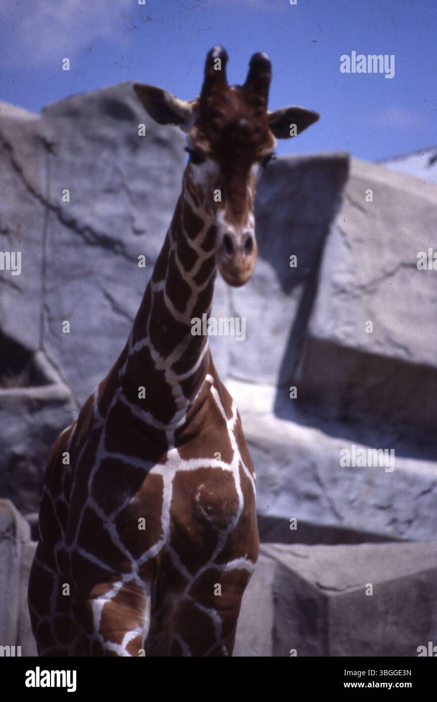In June 1992, a giraffe is shown in its zoo enclosure surrounded by ...
