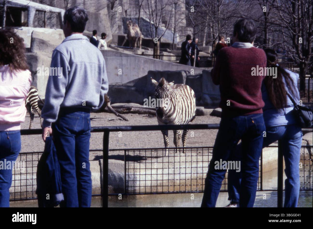 A June 1992 photo captures zoo visitors observing zebras and dromedary ...