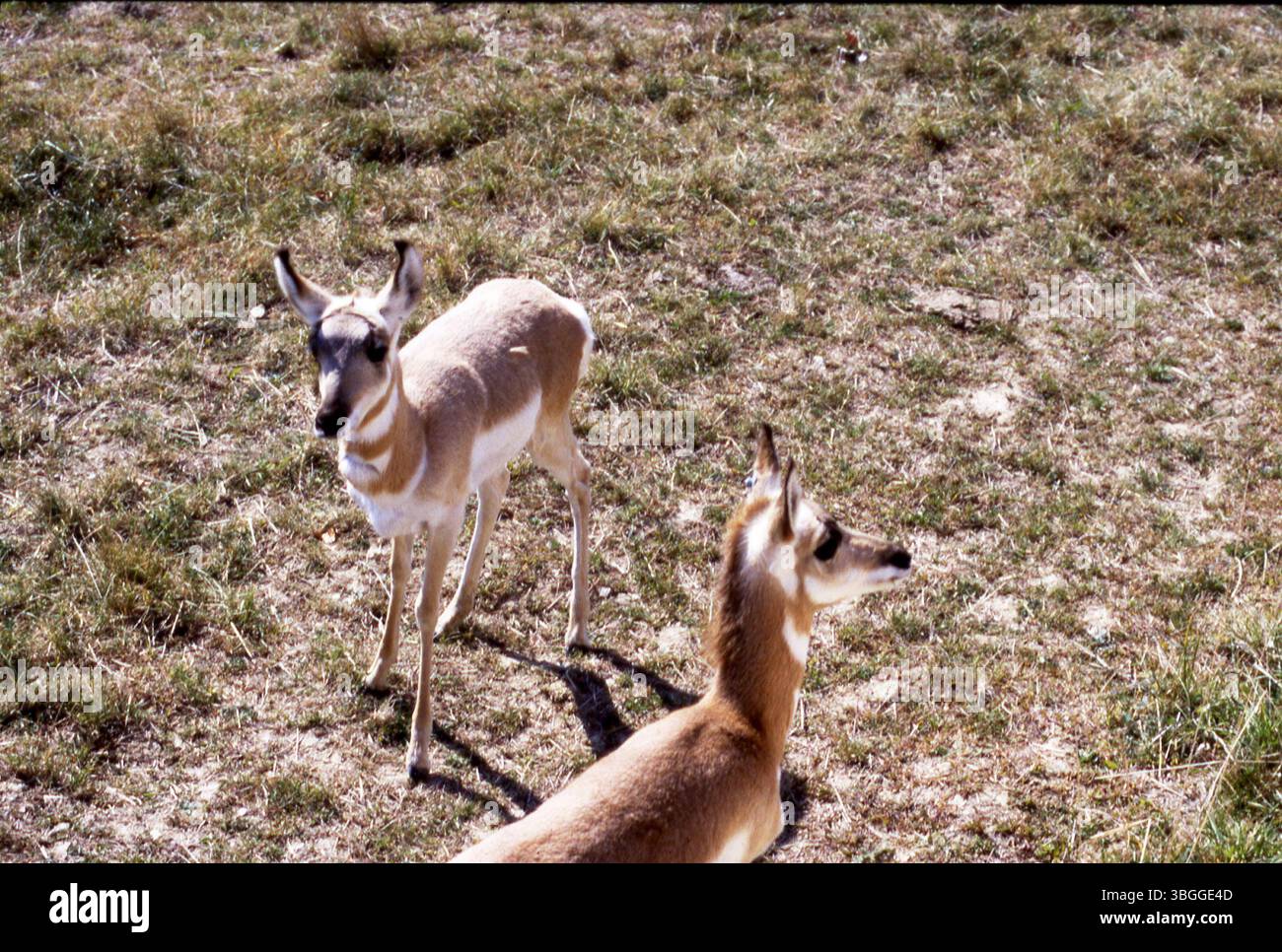 Two blackbuck antelope at the Columbus Zoo, facing opposite directions ...