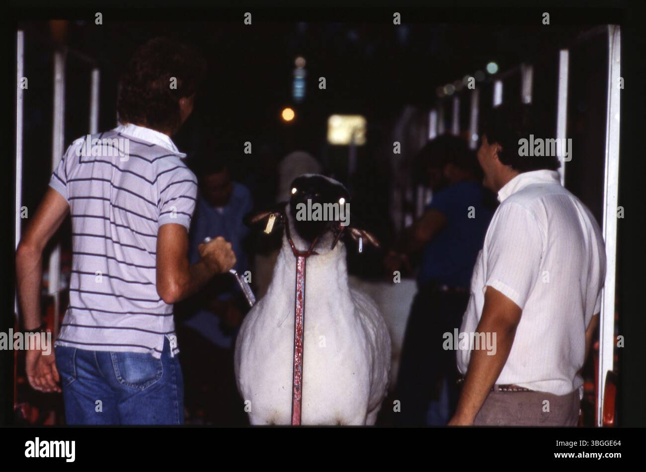 Two zoo keepers restrain a black face sheep at The Barn, located at the ...