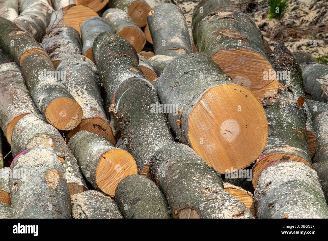 Gefällte und zersägte Baumstämme im Wald von Pfaffenbronn Lembach ...