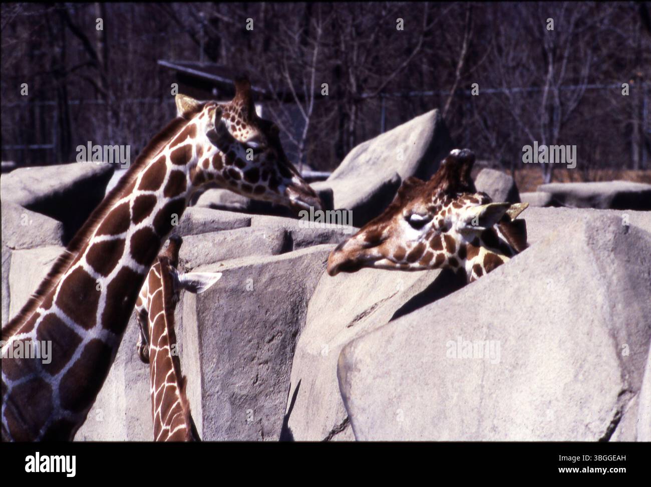 1200 3500 pounds hi-res stock photography and images - Alamy